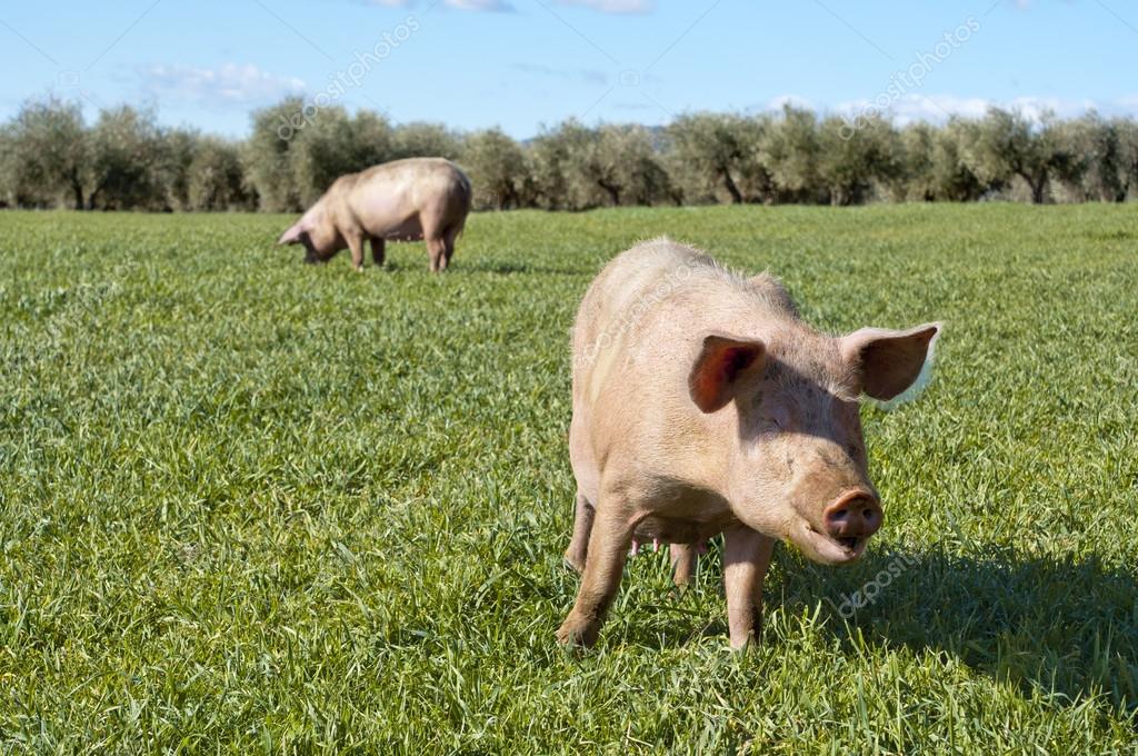 Two pigs — Stock Photo © ihervas #12679263