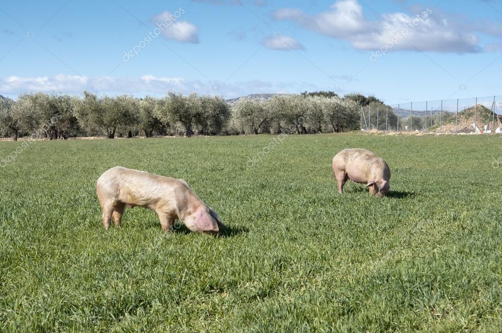 Two pigs grazing in field — Stock Photo © ihervas #15417925
