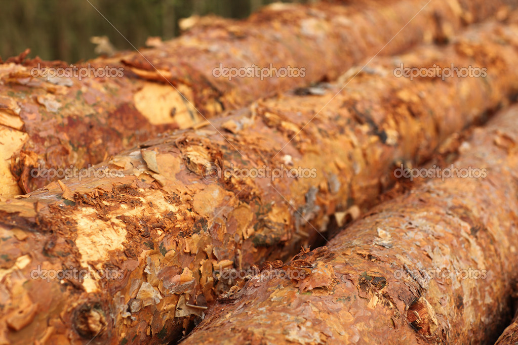 Log background Stock Photo by ©zestmarina 13937671