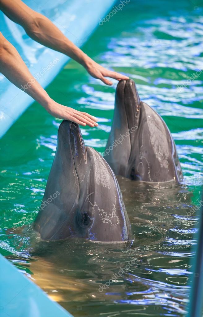 Two human hands touching dolphins — Stock Photo © zestmarina #14996435