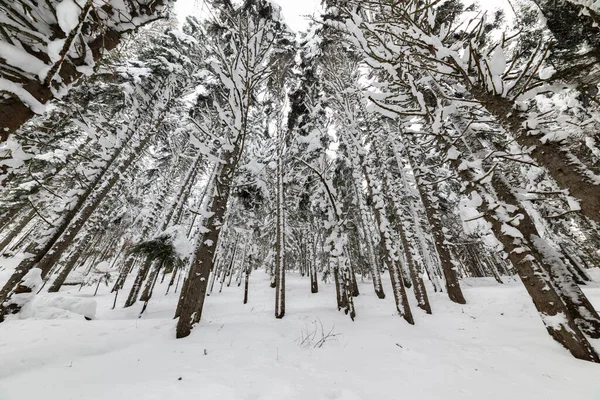 Japanese winter forest Stock Photos, Royalty Free Japanese winter ...