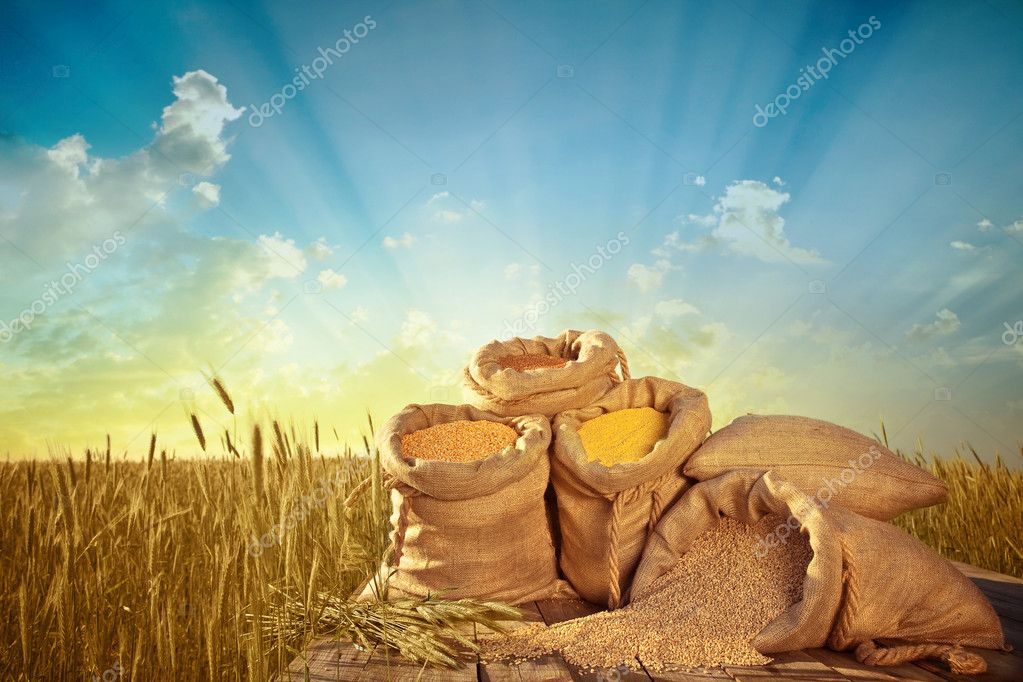 Sacks of grain — Stock Photo © KolesnikovSY #46436963