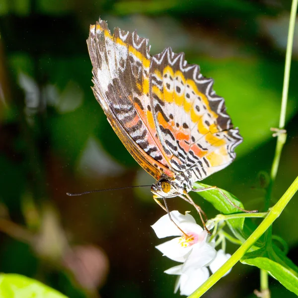 Himalayan queen express Stock Photos, Royalty Free Himalayan queen ...