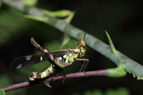 Neotropical stick grasshopper Stock Photos, Royalty Free Neotropical ...