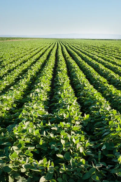 Soybean field Images - Search Images on Everypixel