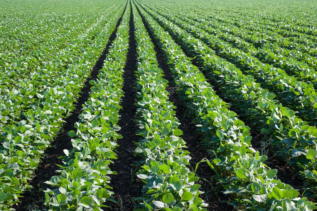 Soybean field Stock Photo by ©fotokostic 20402741