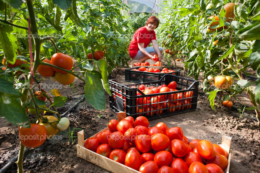 Woman picking tomatoes Stock Photo by ©fotokostic 20506427