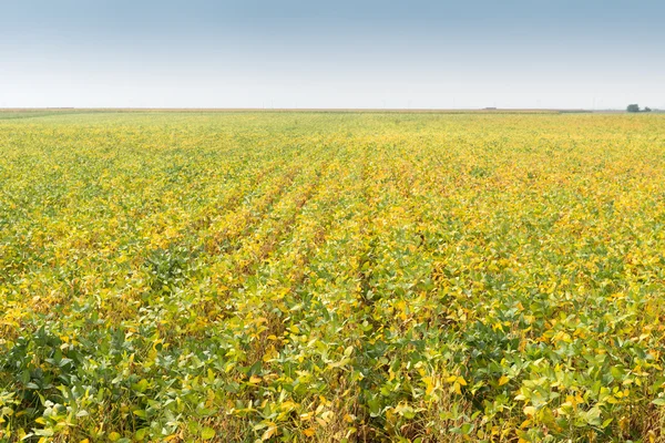 Soybean Field — Stock Photo © fotokostic #75827545