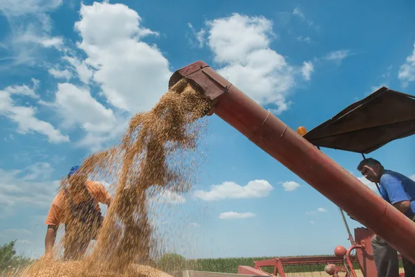 Wheat harvest — Stock Photo © fotokostic #27603345