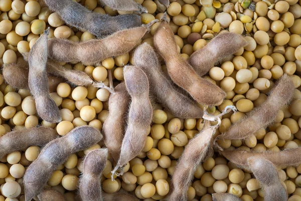 Soybean pod Stock Photos, Royalty Free Soybean pod Images | Depositphotos