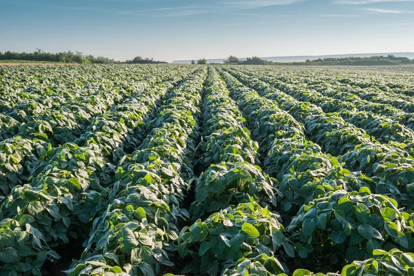 Soybean field Stock Photos, Royalty Free Soybean field Images ...