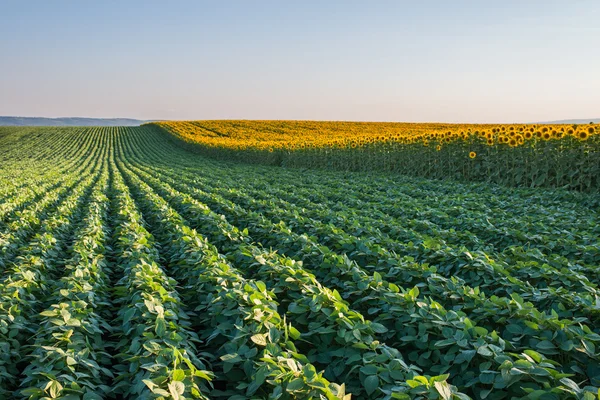 Soybean Field — Stock Photo © fotokostic #50561125