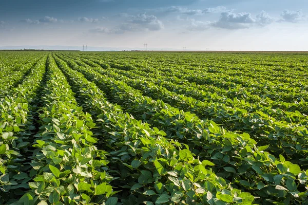 Soybean field Stock Photos, Royalty Free Soybean field Images ...
