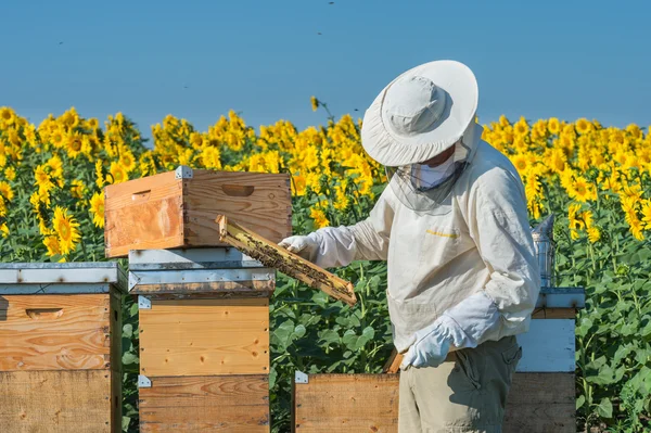 Beekeeper Stock Photos, Royalty Free Beekeeper Images | Depositphotos
