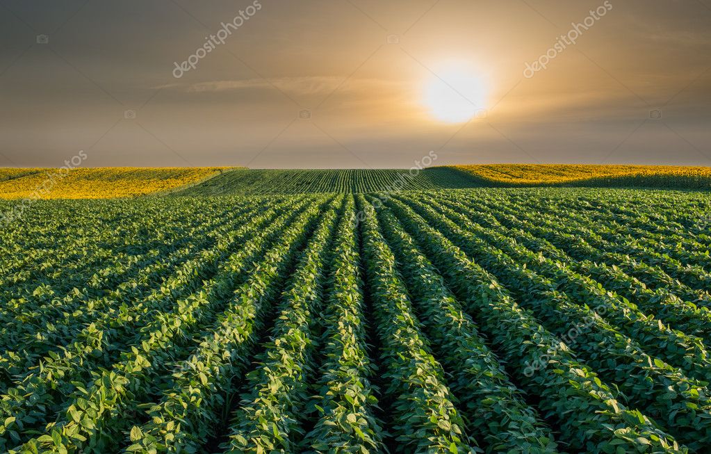 Soybean Field — Stock Photo © fotokostic #50561125
