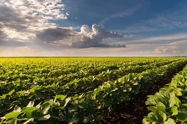 Cultivo de campo fotos de stock, imágenes de Cultivo de campo sin ...