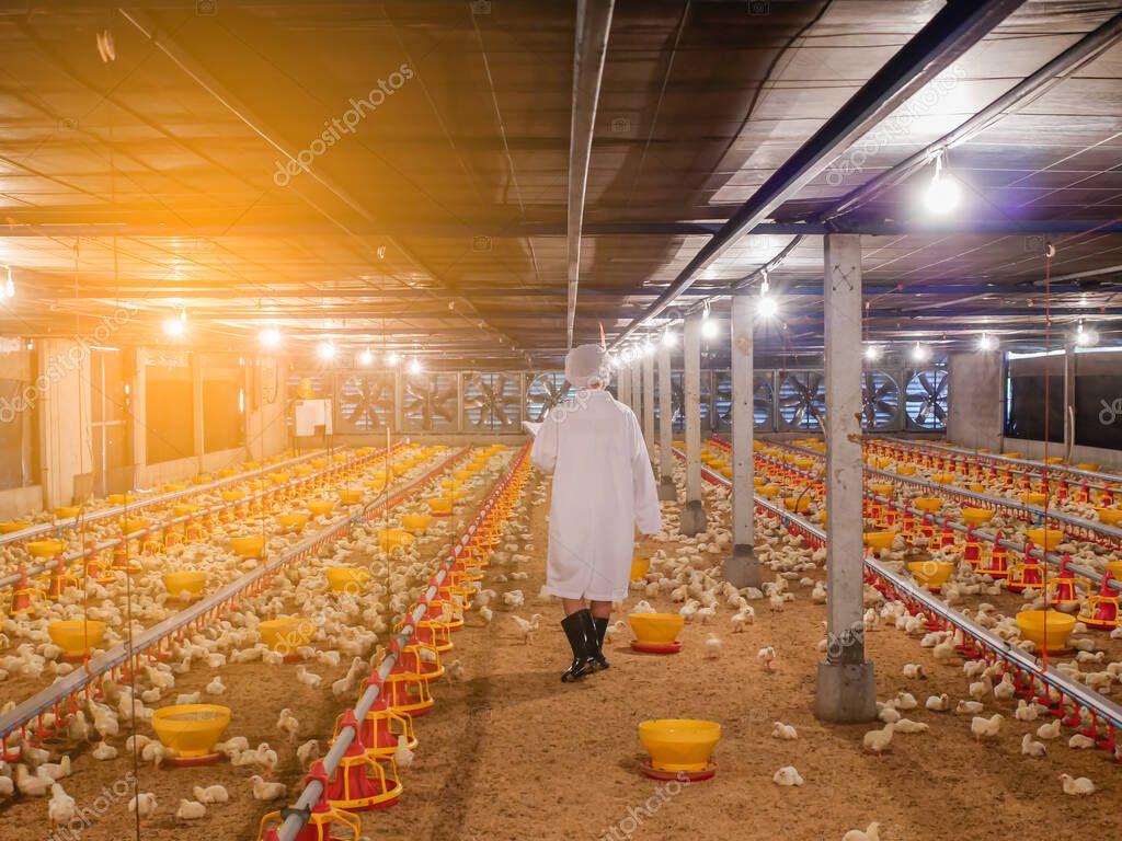 The woman in white cloth walking in the chicken agricuture farm with ...