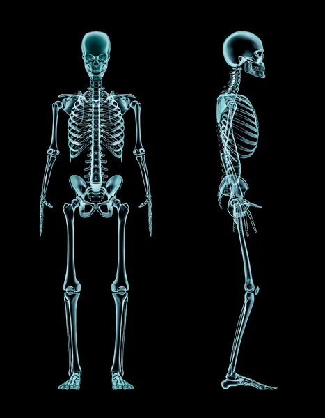 Skeleton legs Stock Photo by ©sciencepics 66251763