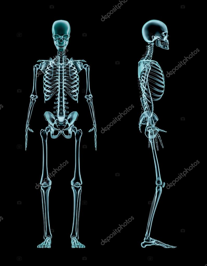 Squelette masculin radiographie du corps entier — Photographie ...