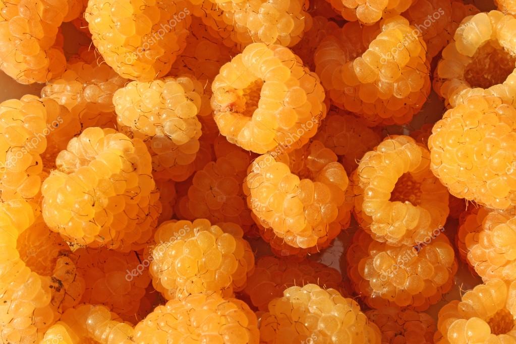Yellow raspberry — Stock Photo © Kingan77 #14194704