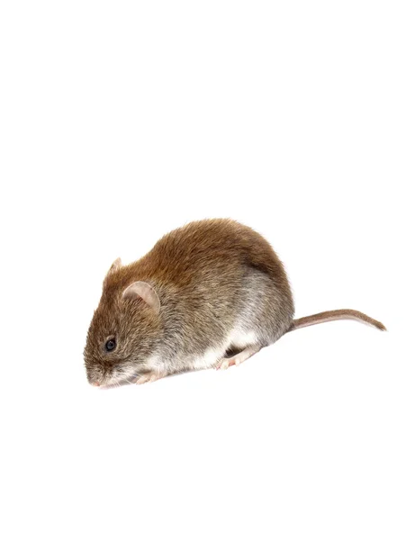 Brown mouse Stock Photos, Royalty Free Brown mouse Images | Depositphotos