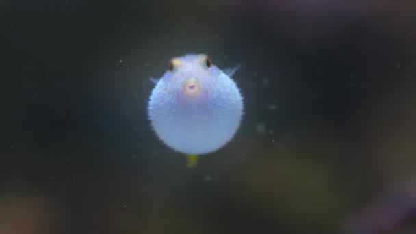 313 vídeos de Peixes balão, metraje de Peixes balão sin royalties ...