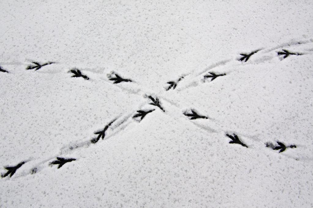 Huellas De Aves En La Nieve