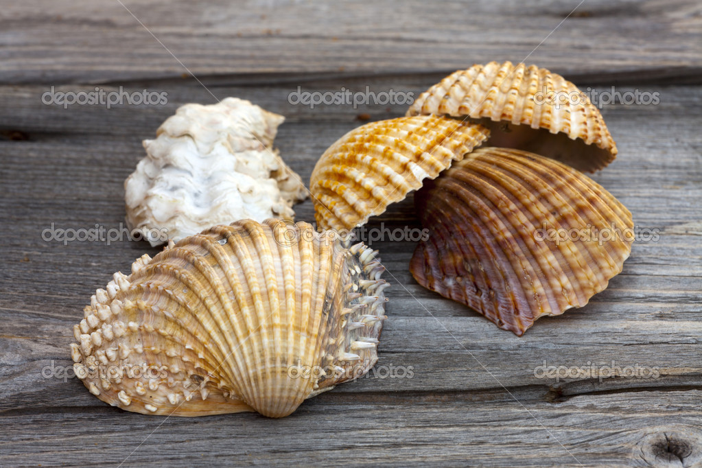 coquillages de la mer Méditerranée — Photographie TKphotography © #45758267