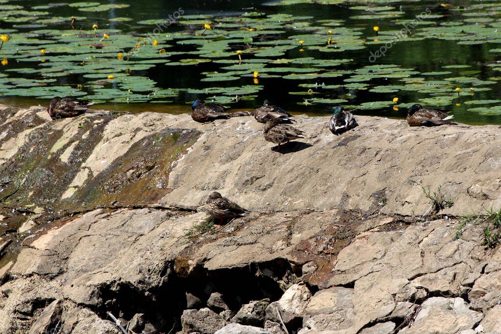 Multiple wild ducks or mallards or Anas platyrhynchos medium sized ...