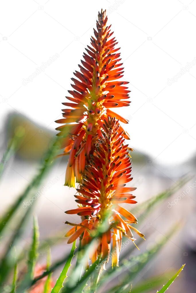Krantz Aloe Aloe arborescens, Inkalane con su flor de naranja 2023