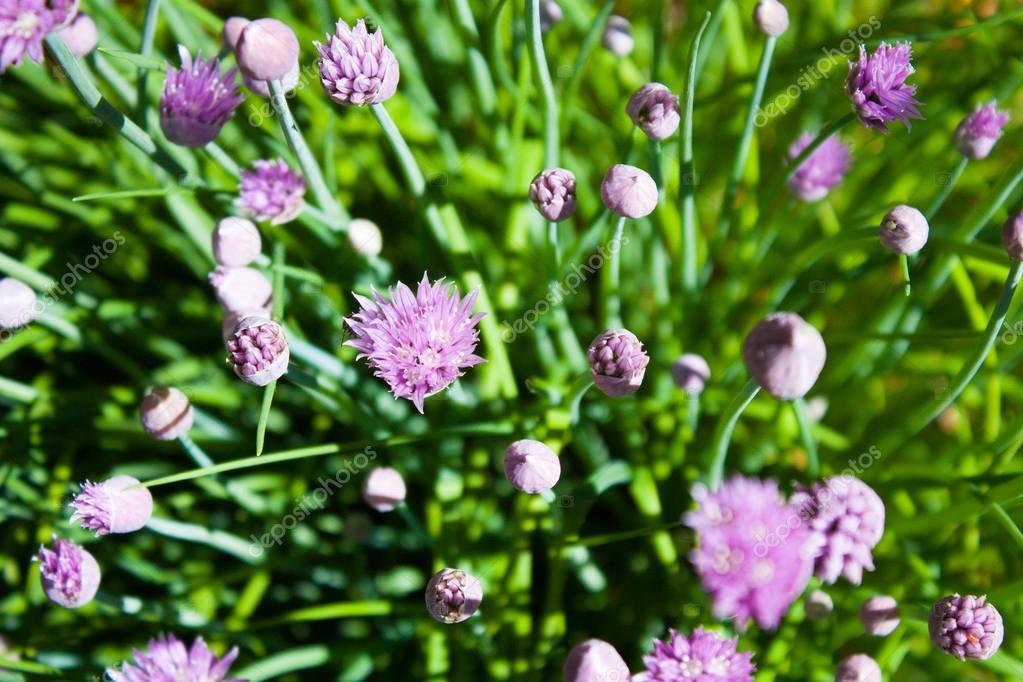 Spring chives — Stock Photo © amyinlondon #44640927