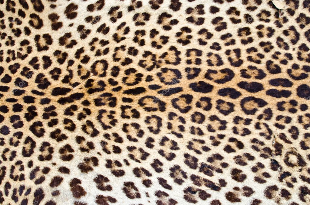 Leopard skin Stock Photo by ©treesak 34637091