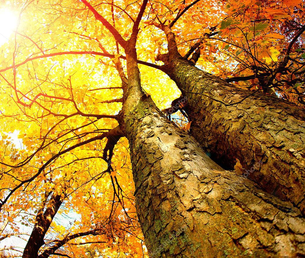 Autumn Trees. Fall — Stock Photo © Subbotina #20361661