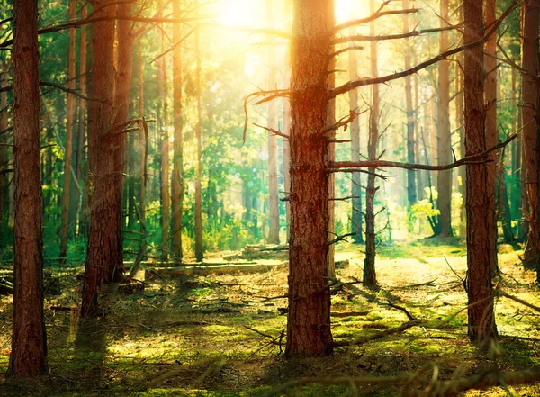 Peaceful forest Stock Photos, Royalty Free Peaceful forest Images ...