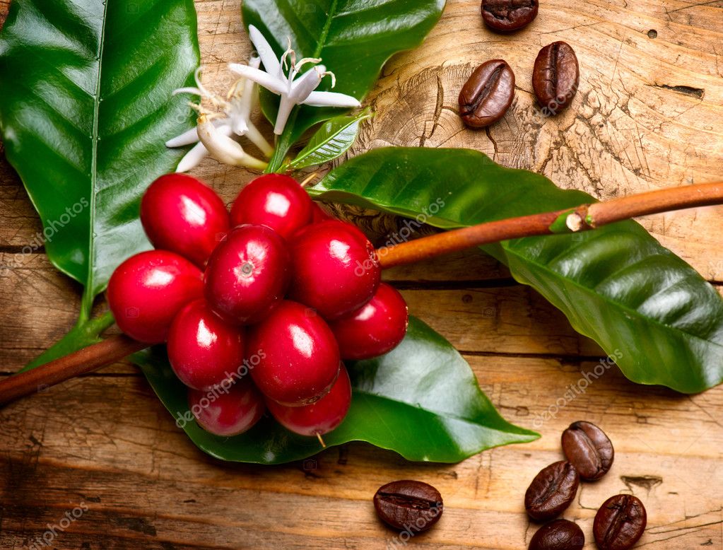 Coffee Plant. Red coffee beans on a branch of coffee tree — Stock Photo ...