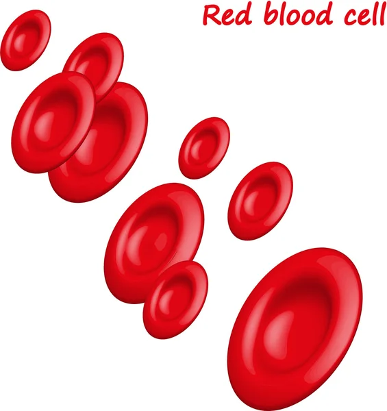 Red blood bodies Vector Art Stock Images | Depositphotos
