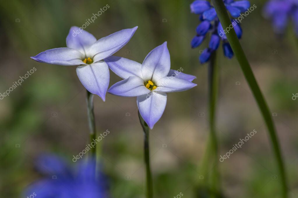 Ipheion uniflorum flores de estrellas de primavera en flor, pequeña ...