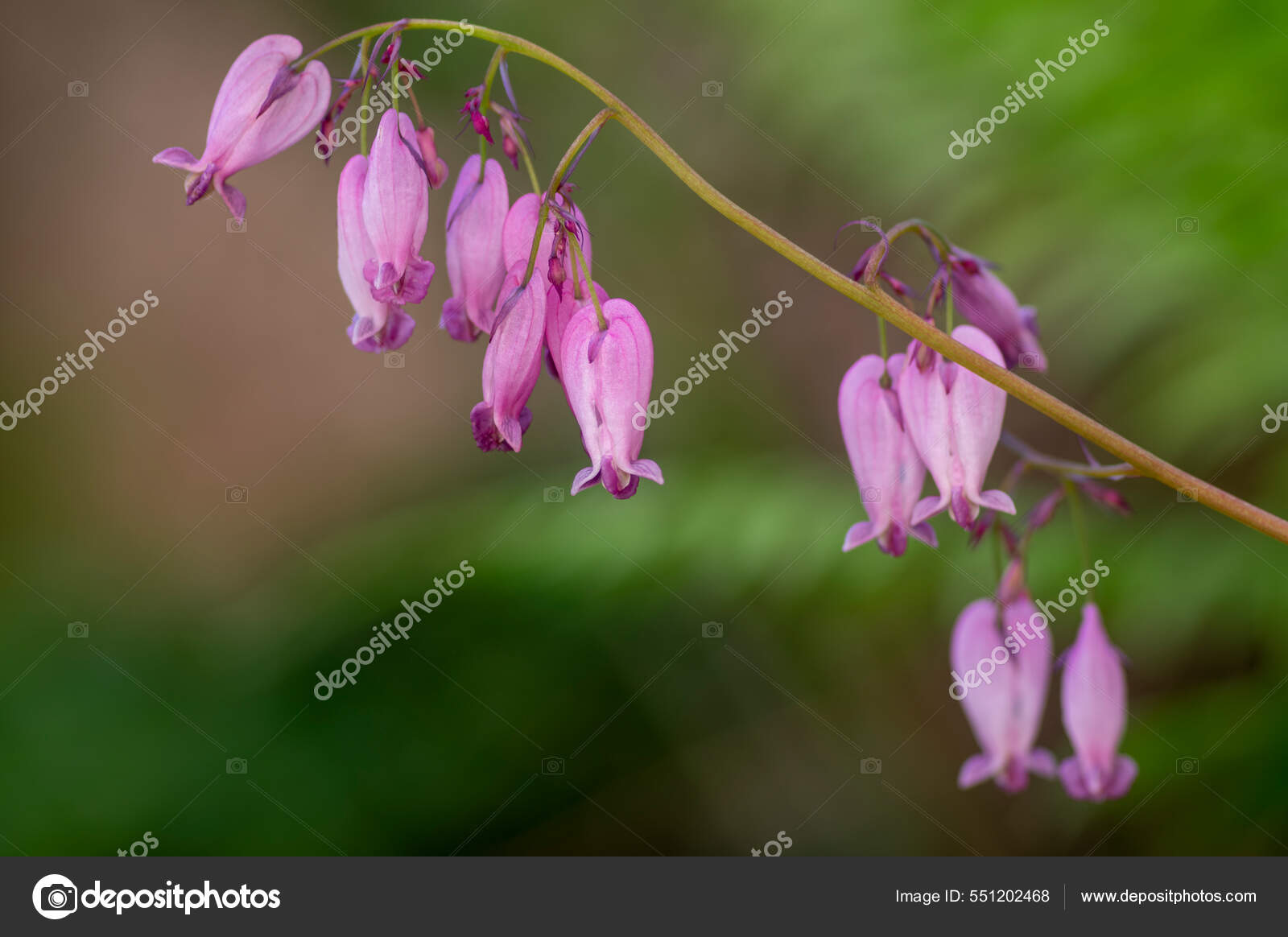 Purple Bleeding Heart Flower