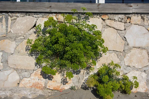 Tree growing on wall Stock Photos, Royalty Free Tree growing on wall ...