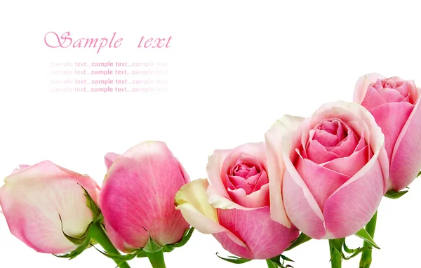 Pink rose — Stock Photo © aila28 #13451862