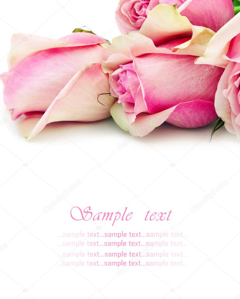 Pink rose — Stock Photo © aila28 #13451862