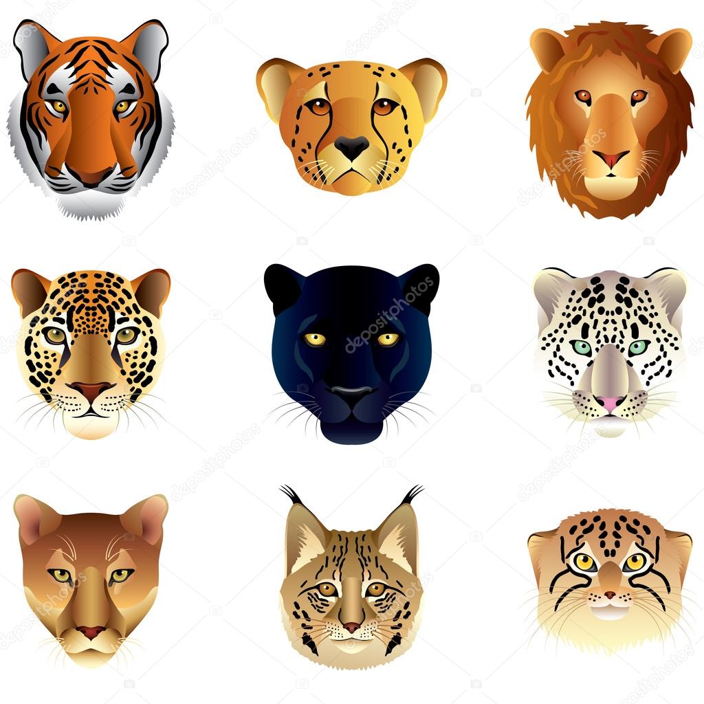 Big cats heads vector set — Stock Vector © andegraund548 #39621591
