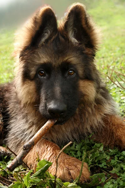 British timber dog Stock Photos, Royalty Free British timber dog Images ...