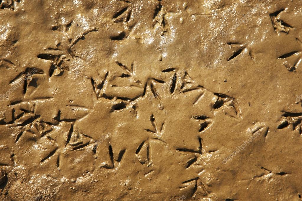 Bird tracks — Stock Photo © profoto8213 #13726238