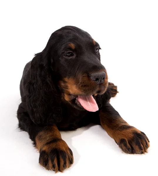 Gordon setter puppy Stock Photos, Royalty Free Gordon setter puppy ...