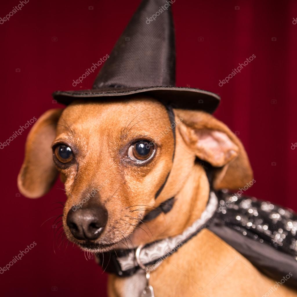 Cute Witch Dog — Stock Photo © wpd911 #41104321