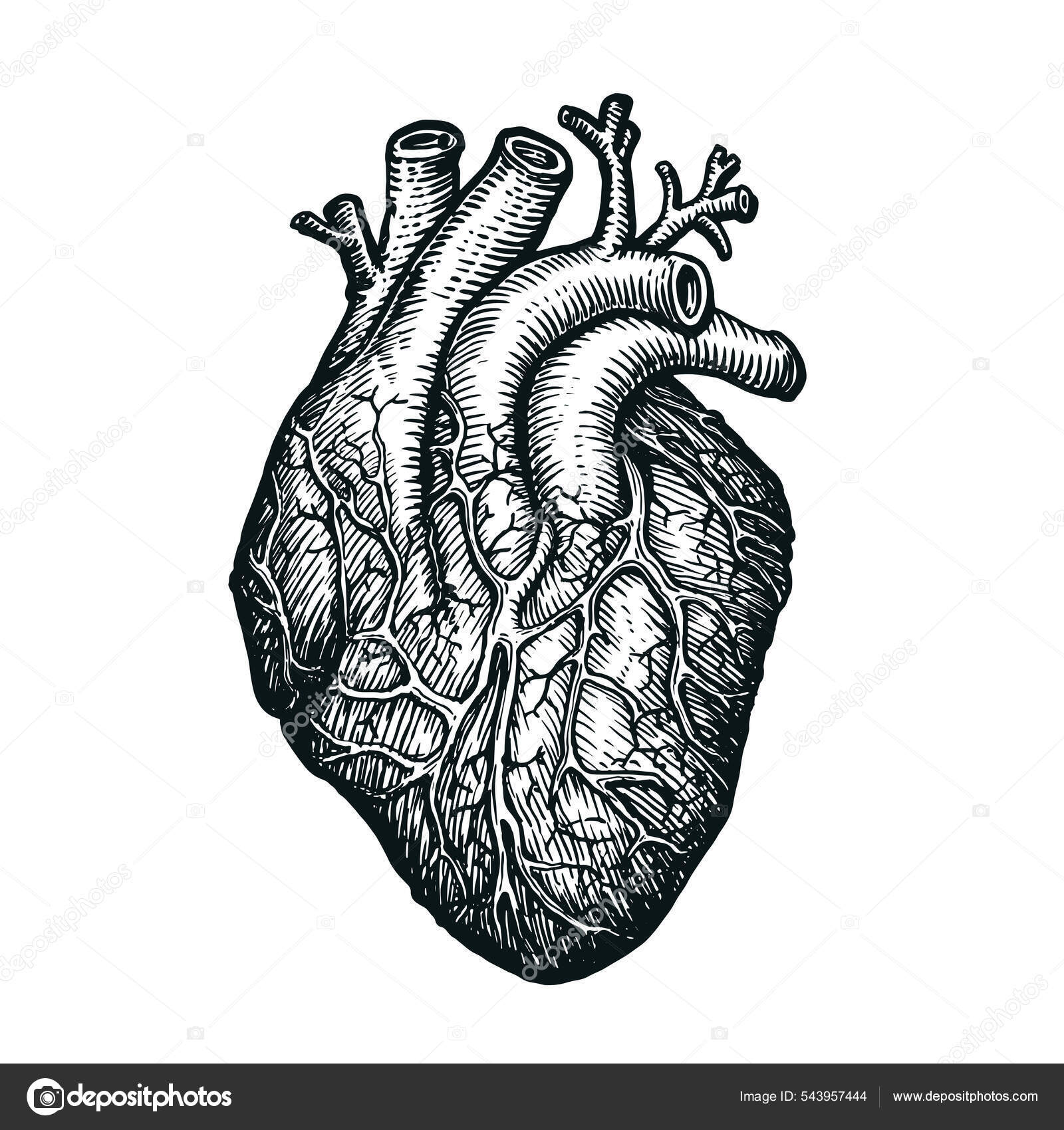 Corazón Humano Real En Blanco Y Negro