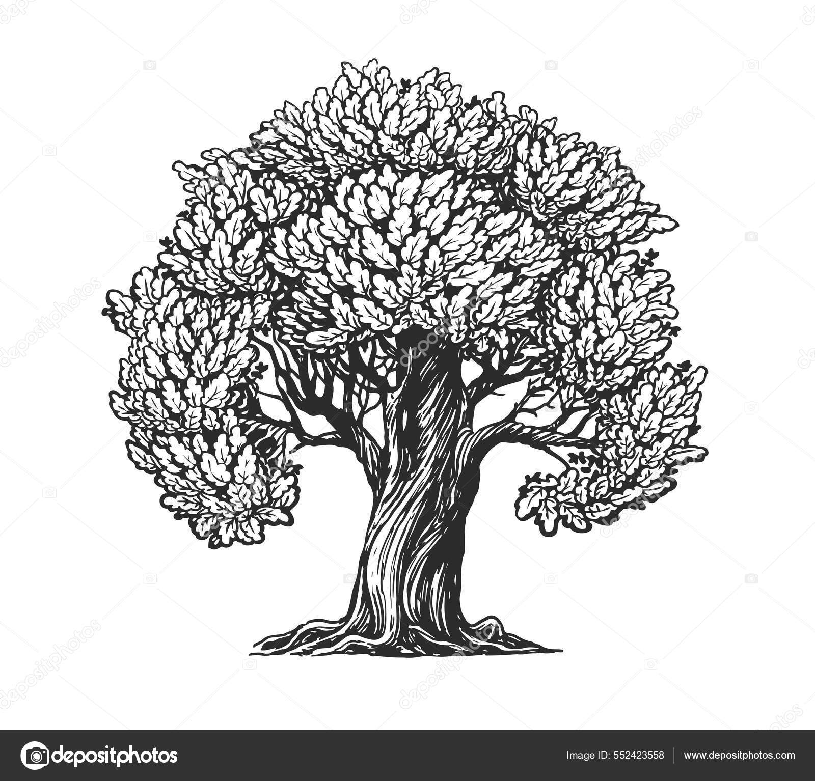 Oak Tree Clip Art Black And White