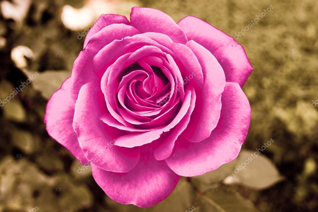 Beautiful rose — Stock Photo © cherydi #13578600