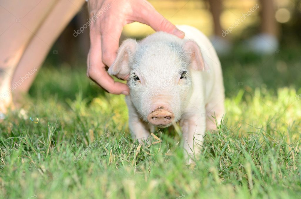 Weiner Pig — Stock Photo © dpfoxfoto #26443853